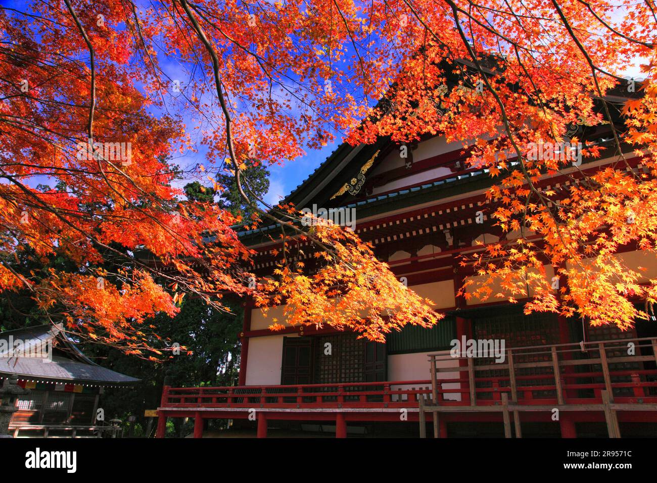 Great Lecture Hall of Enryakuji Temple on Mount Hiei with fall foliage ...