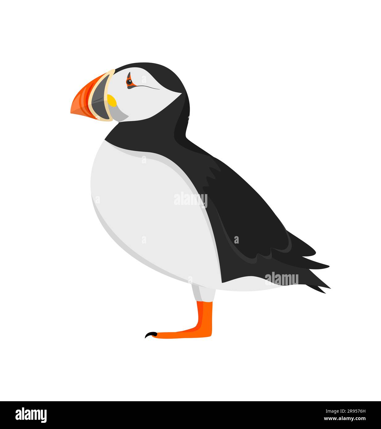Atlantic puffin in profile isolated on a white background. Flat vector ...