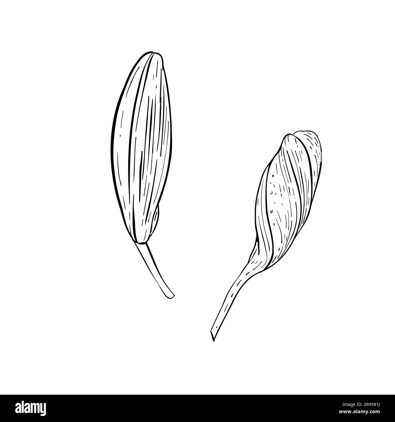 Vector illustration set of two lily flowers buds ready to bloom. Black ...
