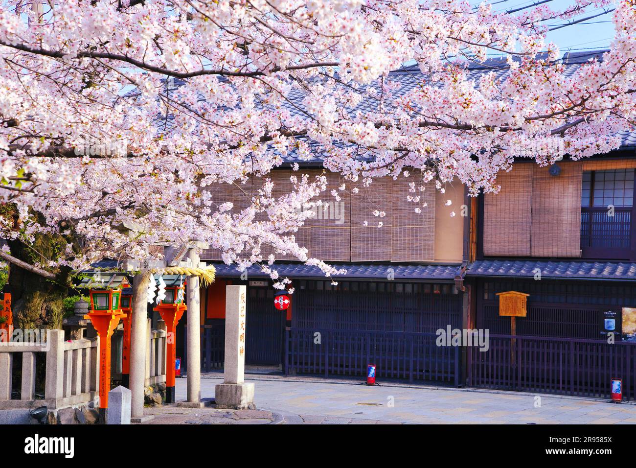 Shinbashi bridge in Gion with cherry blossoms Stock Photo - Alamy
