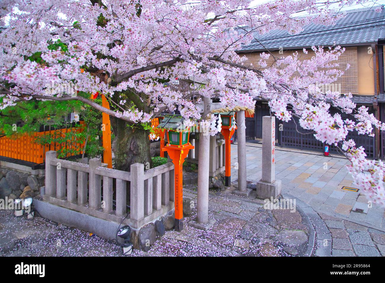 Tatsumi Daimyojin in Gion with cherry blossoms Stock Photo - Alamy