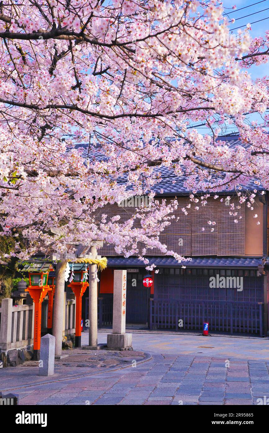 Shinbashi bridge in Gion with cherry blossoms Stock Photo - Alamy