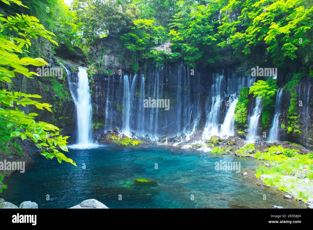 Splash of greenery hi-res stock photography and images - Alamy