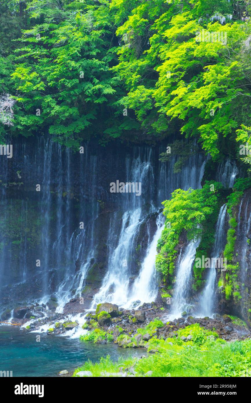 Splash of greenery hi-res stock photography and images - Alamy