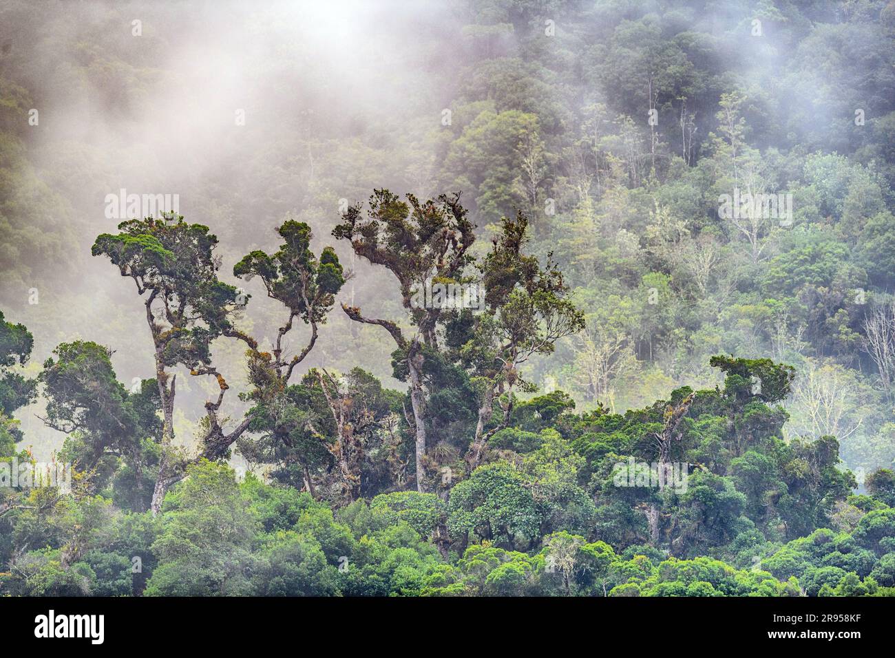 Cloudforest at San Gerardo de Dota, central Costa Rica highland Stock Photo - Alamy