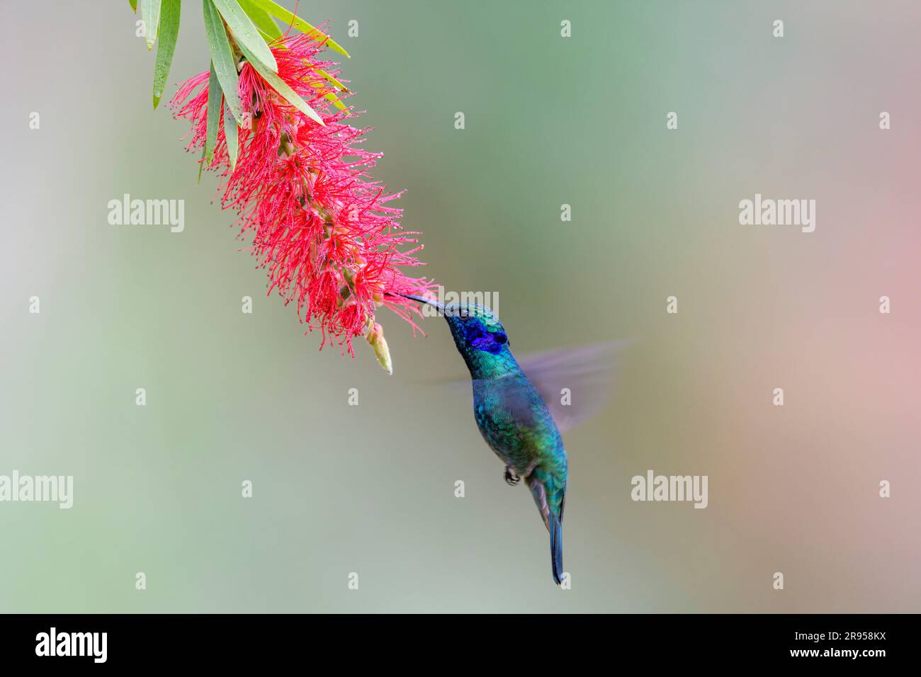 Lesser violetear (Colibri cyanotus) feeding on nectar at San Gerardo de ...