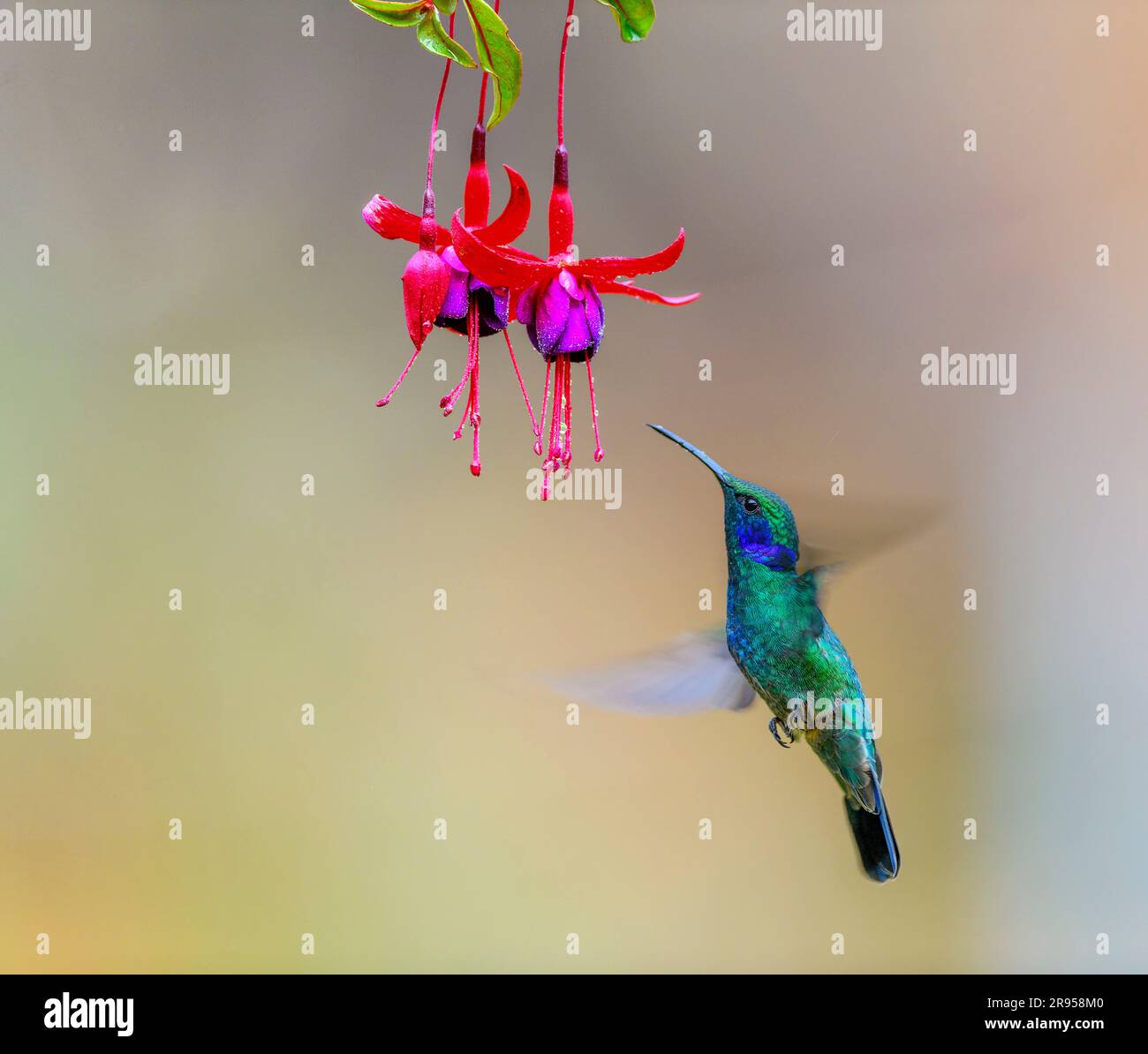 Lesser violetear (Colibri cyanotus) feeding on nectar at San Gerardo de ...