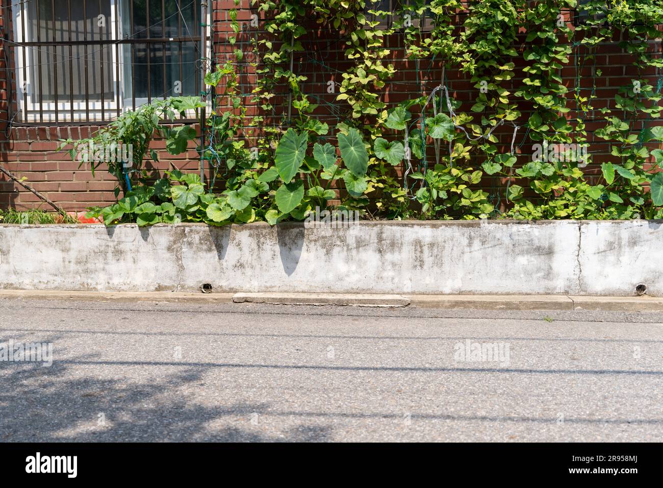 This is a scene of growing pumpkin vines next to the wall of an old ...
