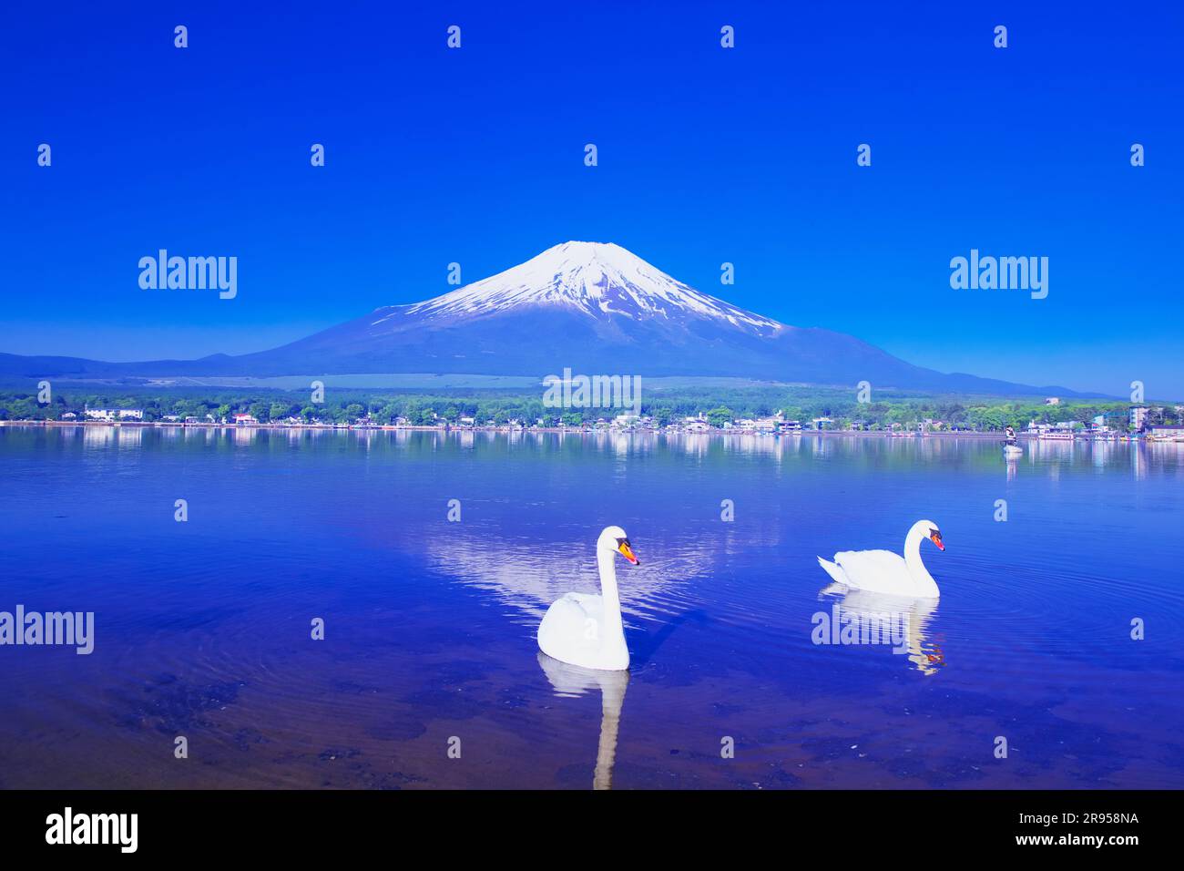 Swan mount fuji hi-res stock photography and images - Alamy