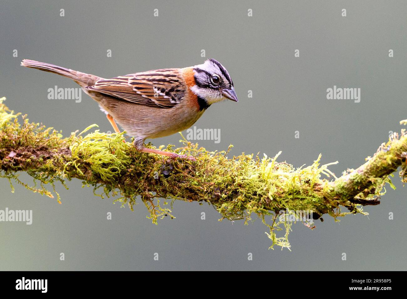 Rufous-collared sparrow (Zonotrichia capensis costaricensis) from San ...