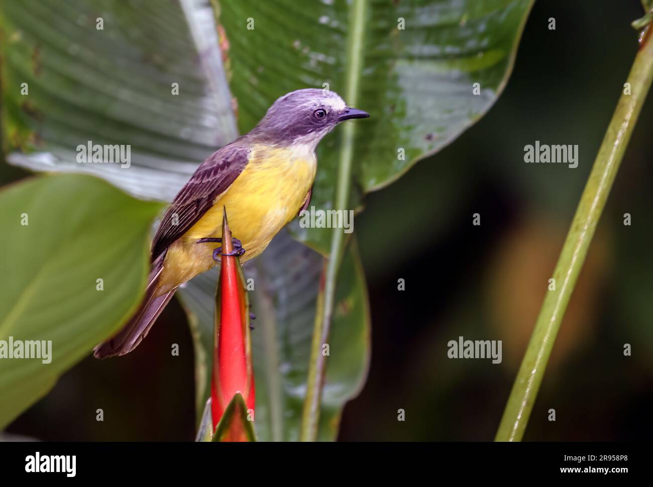 Tropical kingbird (Tyrannus melancholicus) from Piedras Blancas ...
