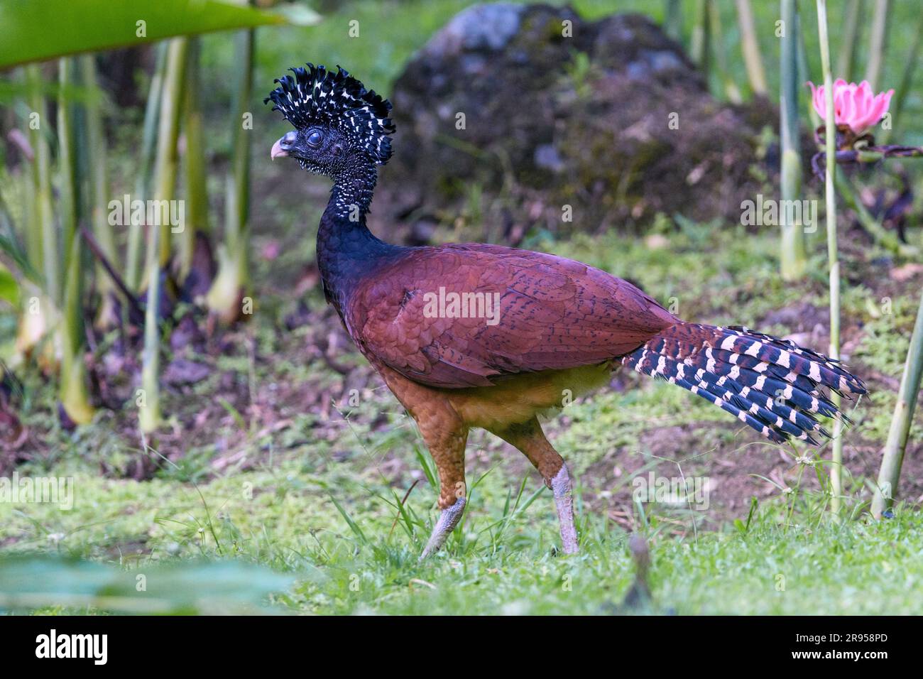 Great curassow (Crax rubra, female) from Piedras Blancas National Park ...