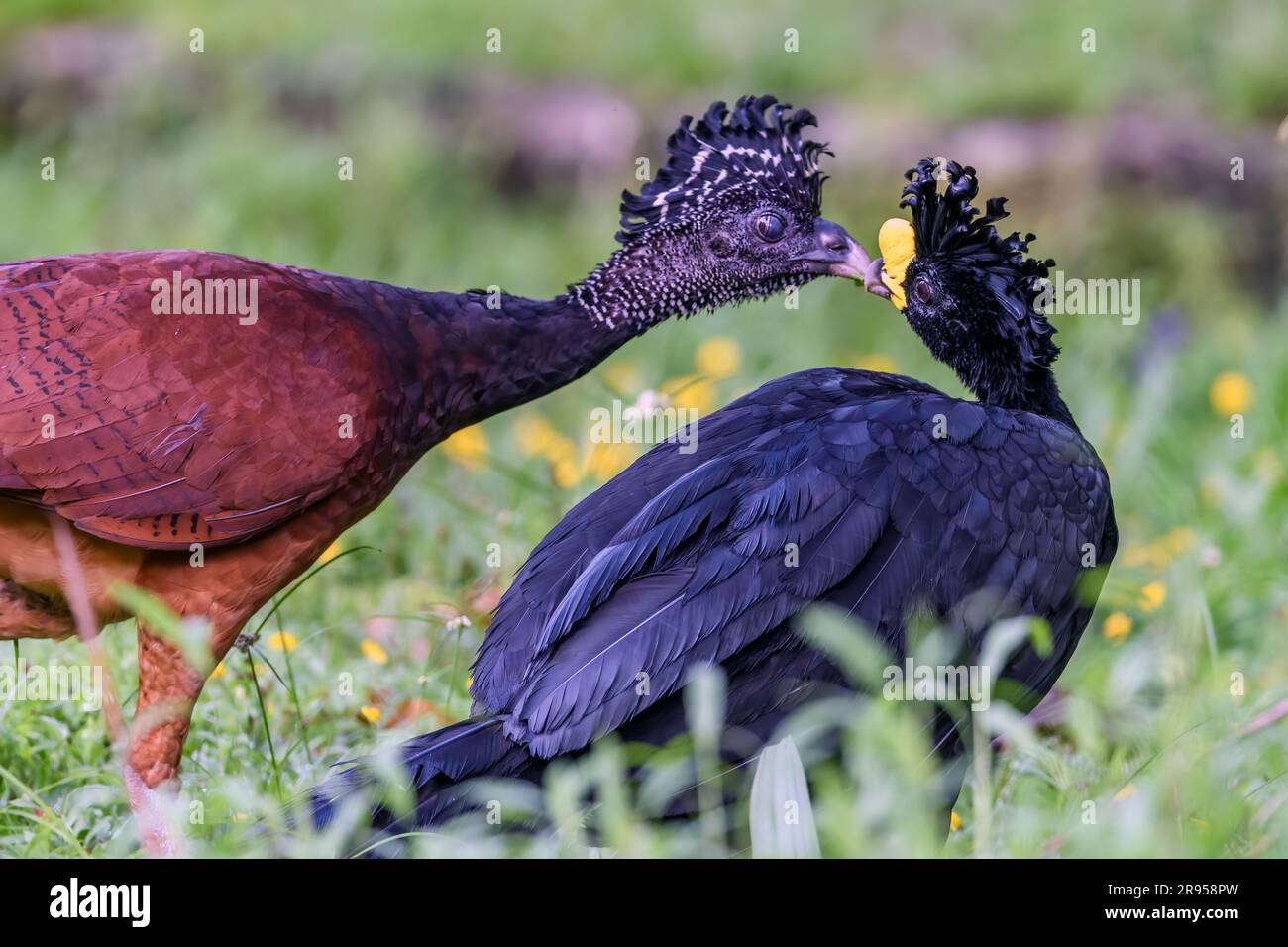 Pair of great curassow (Crax rubra) kissing. Female at left. Photo from ...