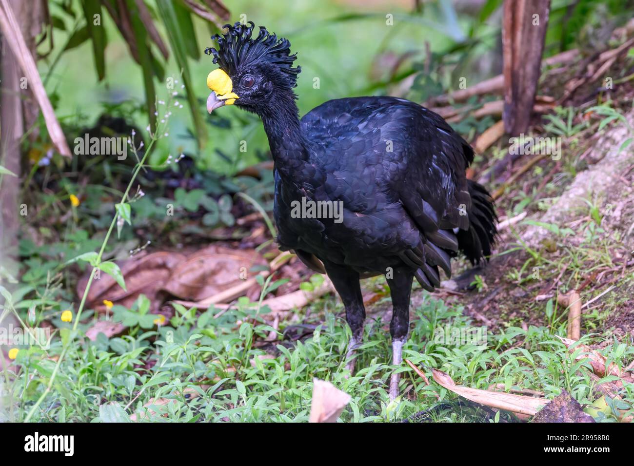Great curassow (Crax rubra, male) from Piedras Blancas National Park ...
