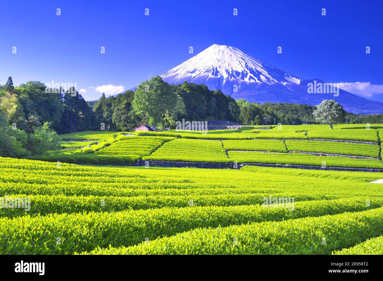 Tea Plantations and Mount Fuji Stock Photo - Alamy