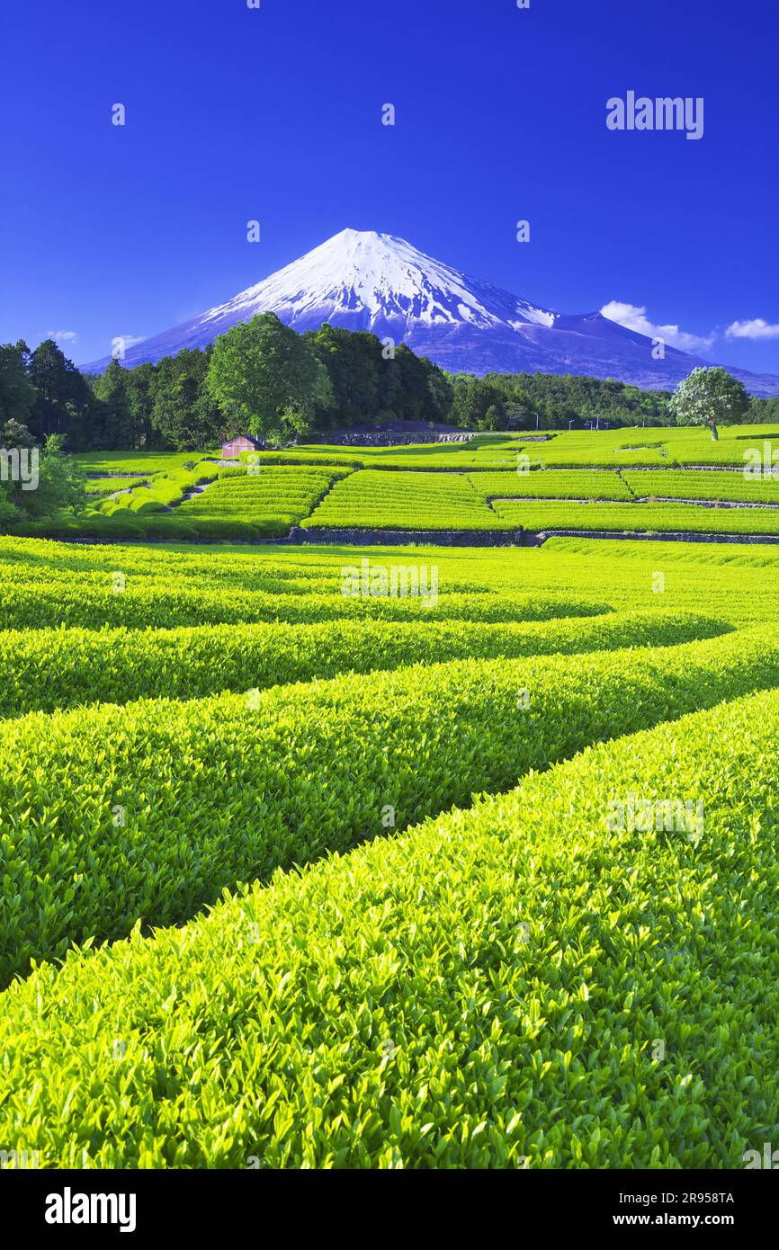Mount tea plantation view hi-res stock photography and images - Alamy