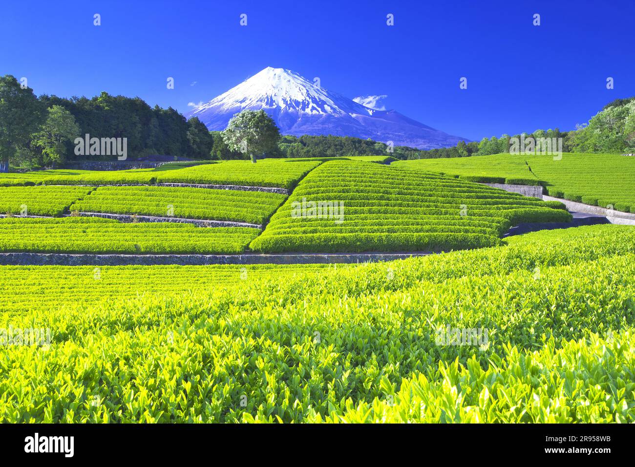 Mount tea plantation view hi-res stock photography and images - Alamy