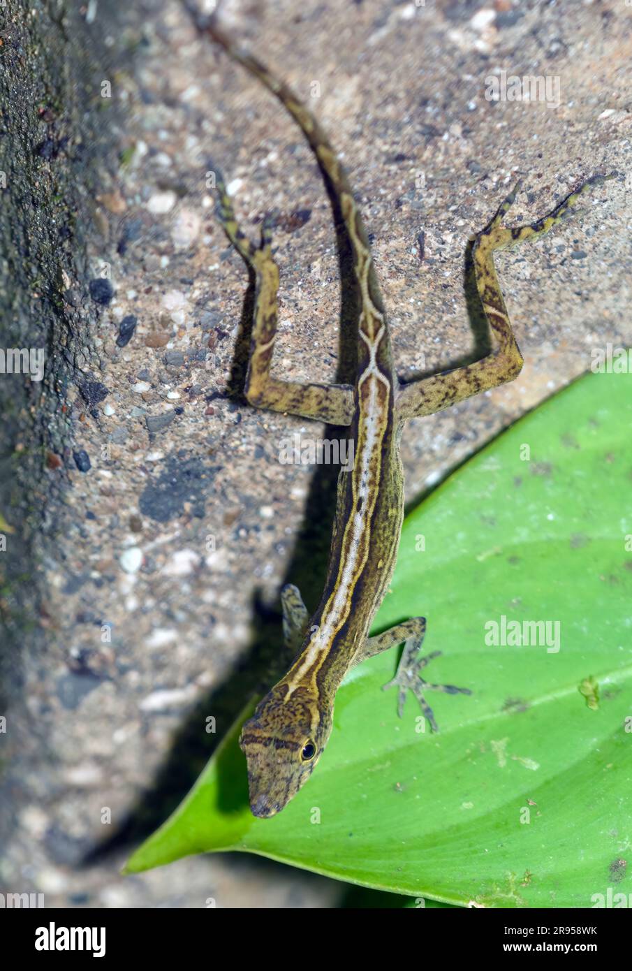 Many-scaled anole (Anolis polylepis) from iedras Blancas National Park ...