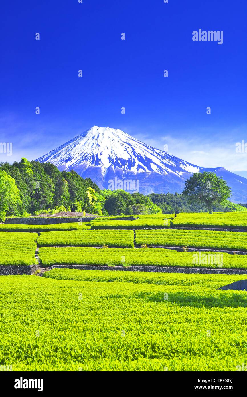 Tea Plantations and Mount Fuji Stock Photo - Alamy