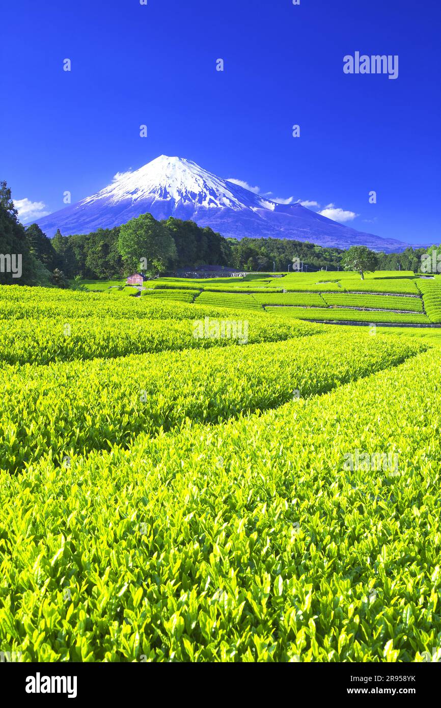 Tea Plantations and Mount Fuji Stock Photo - Alamy