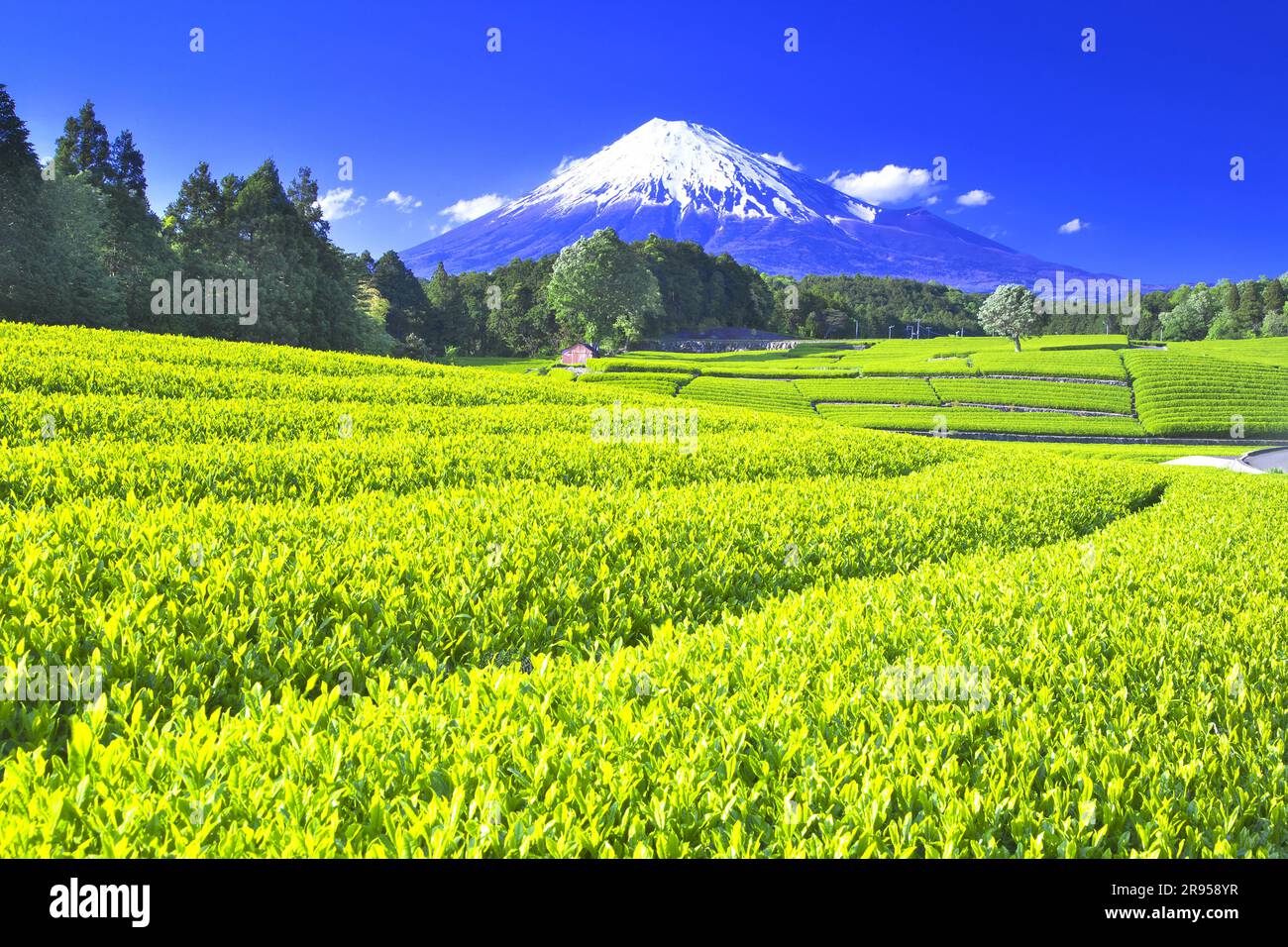 Tea Plantations and Mount Fuji Stock Photo - Alamy
