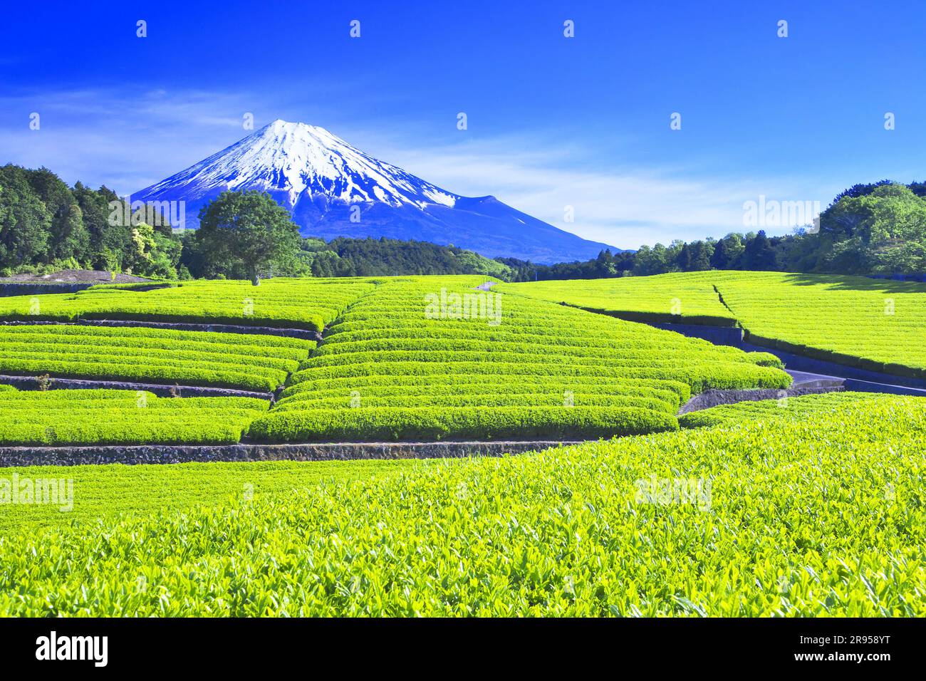 Tea Plantations and Mount Fuji Stock Photo - Alamy