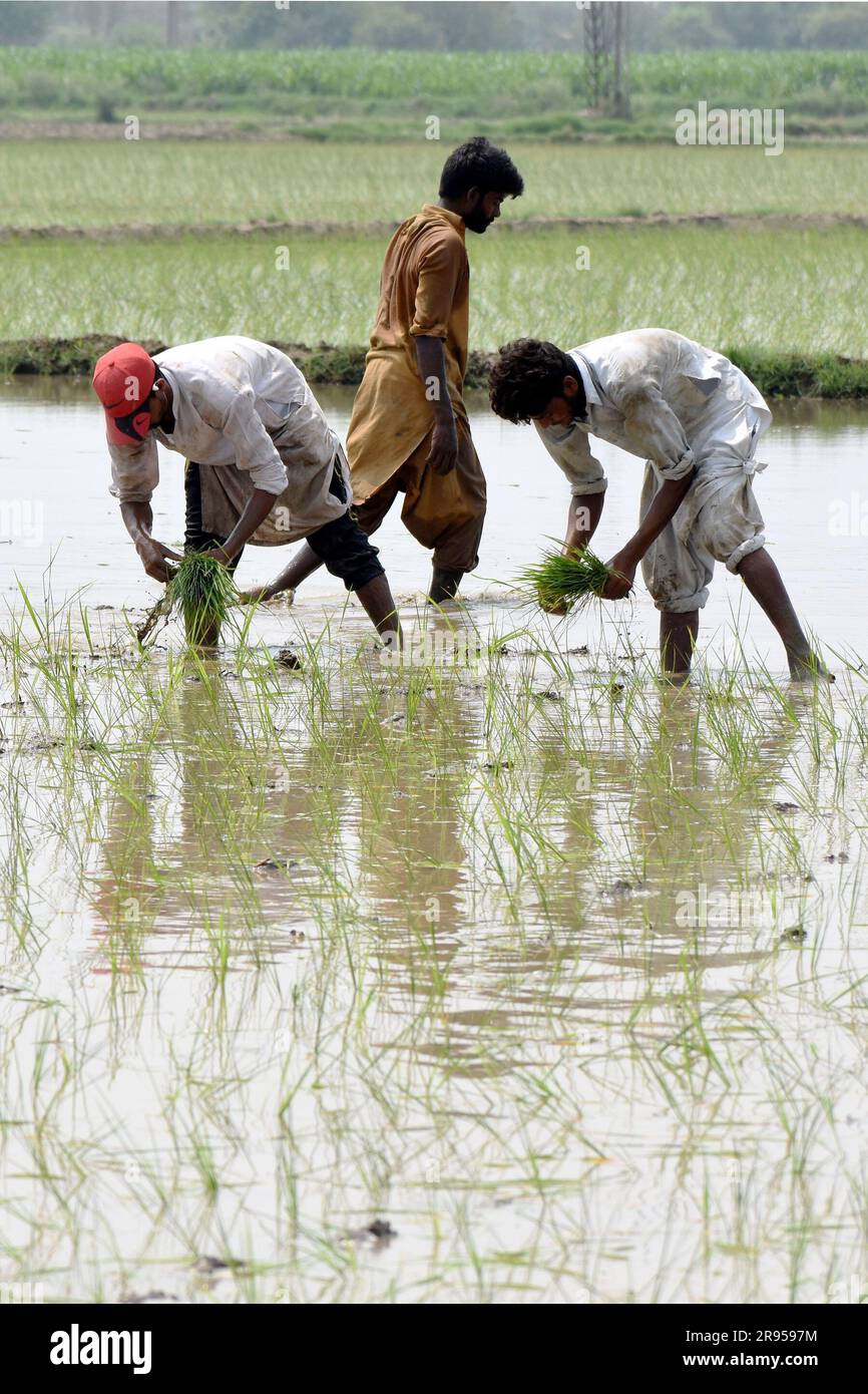 Rice plant pakistan hi-res stock photography and images - Alamy