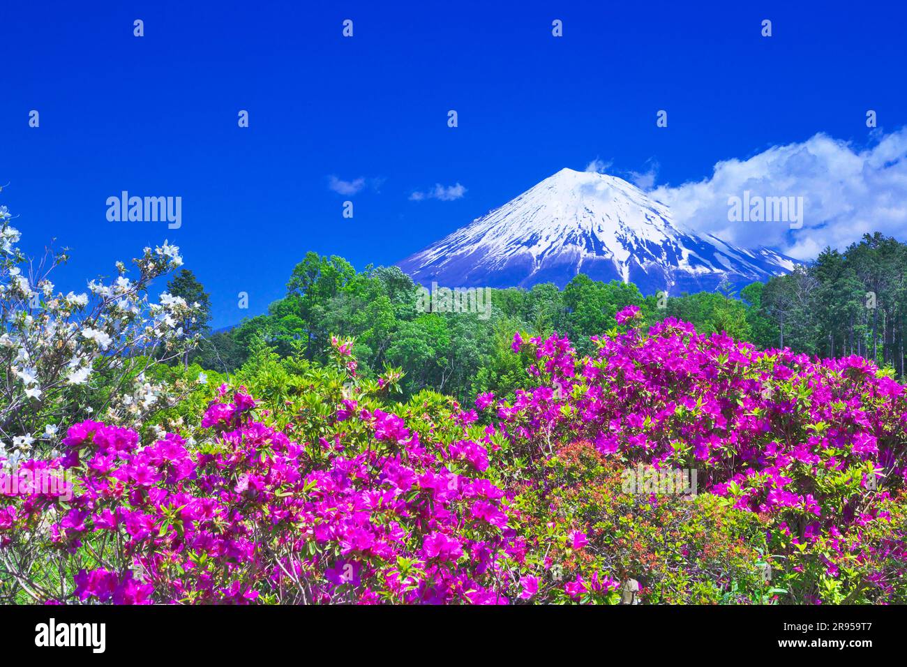 Snow azalea hi-res stock photography and images - Alamy