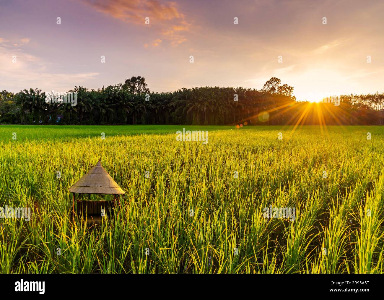 Rice field with sunrise or sunset and sunbeam flare over the sun in ...