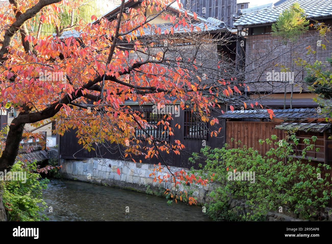 Gion of Autumn Leaves Stock Photo - Alamy