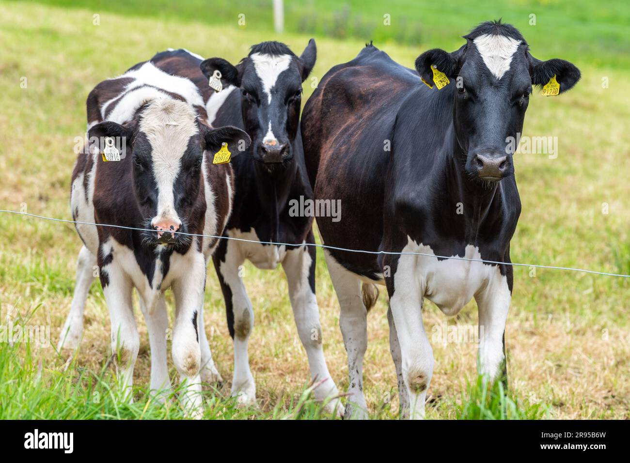 Dairy calves on a farm stare into the camera Stock Photo - Alamy