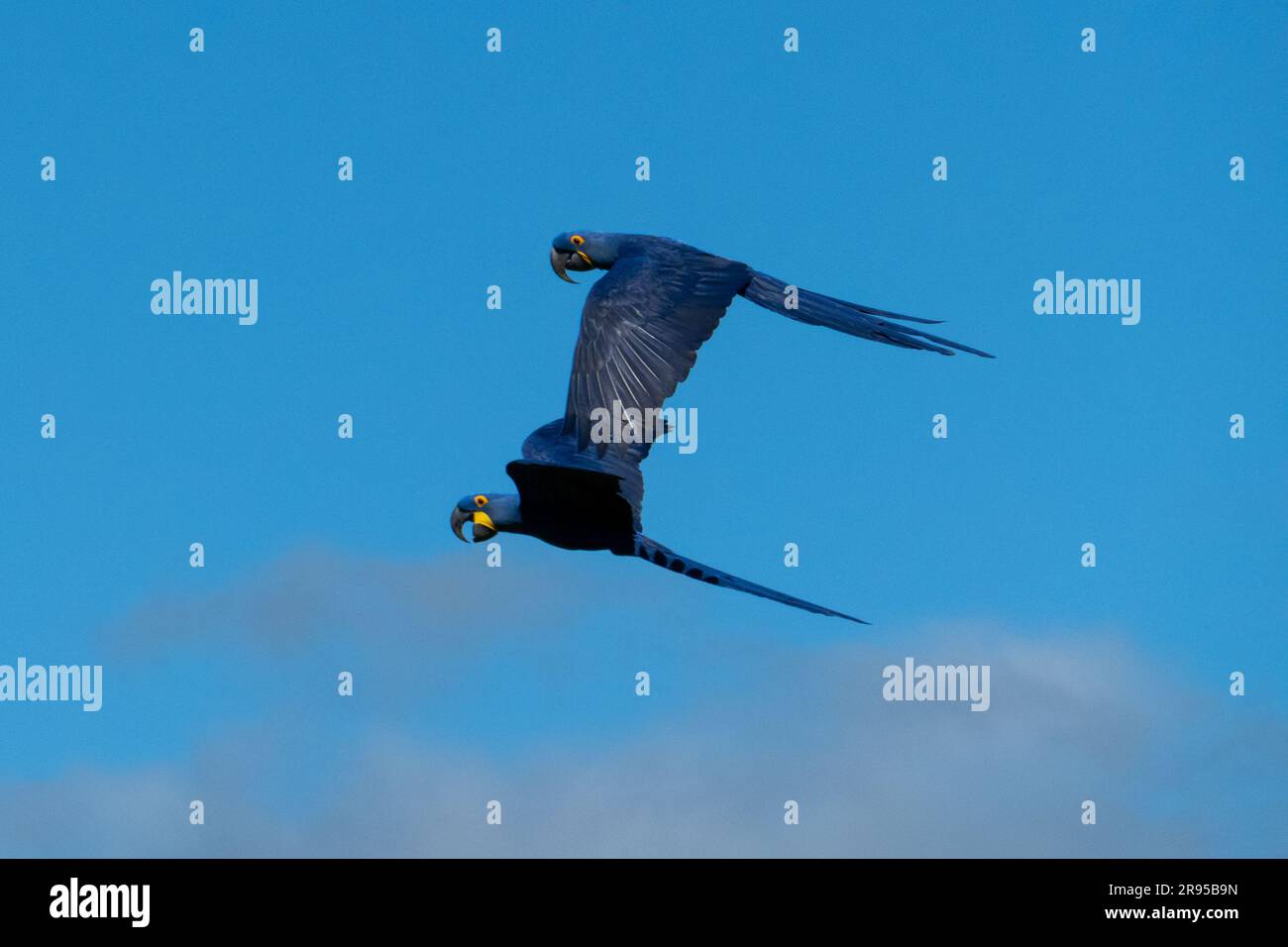 Big blue Ara ararauna in the dark green forest habitat in Pantanal ...