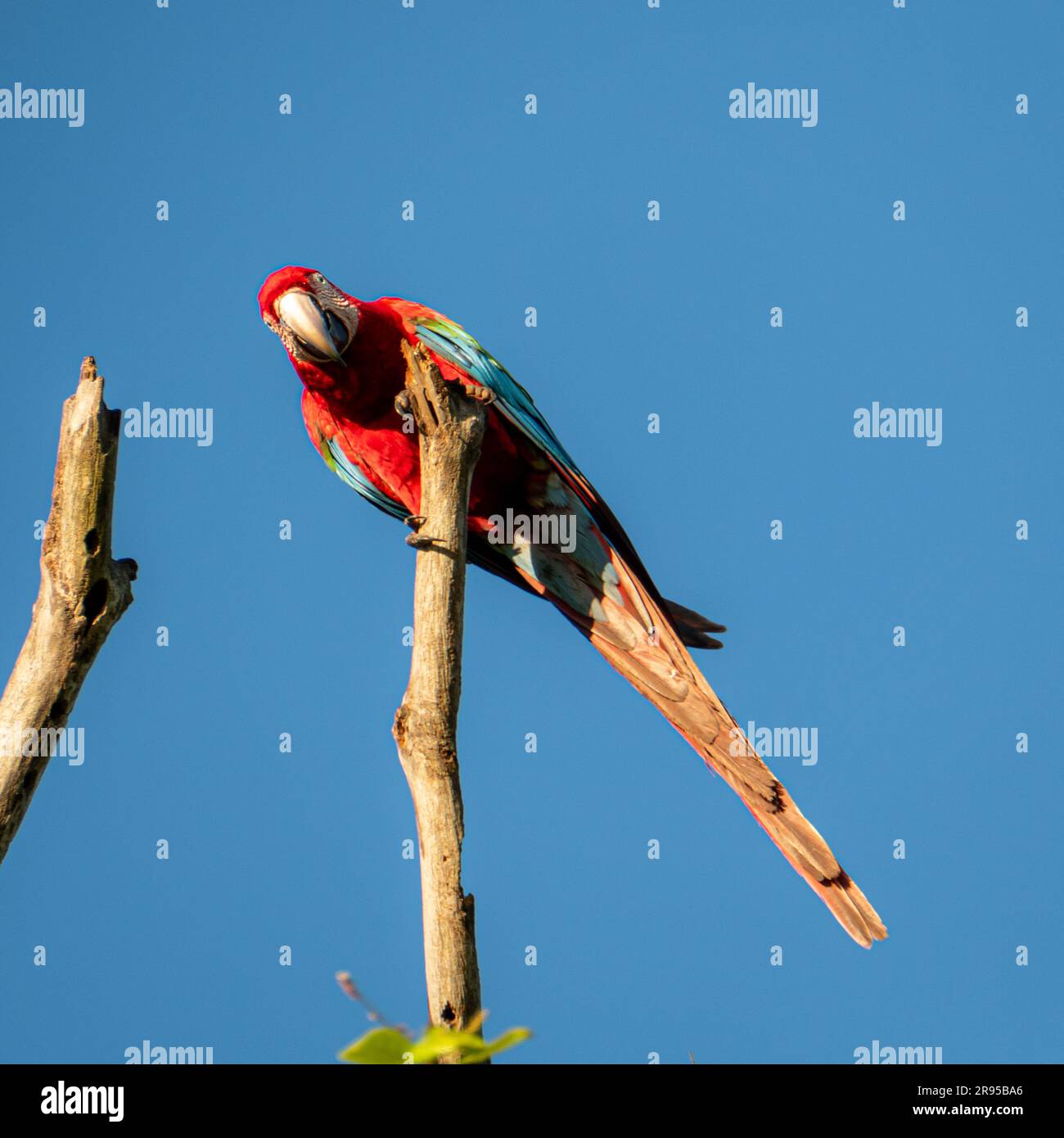 Red scarlet Macaw parrot in Pantanal, Brazil Stock Photo - Alamy