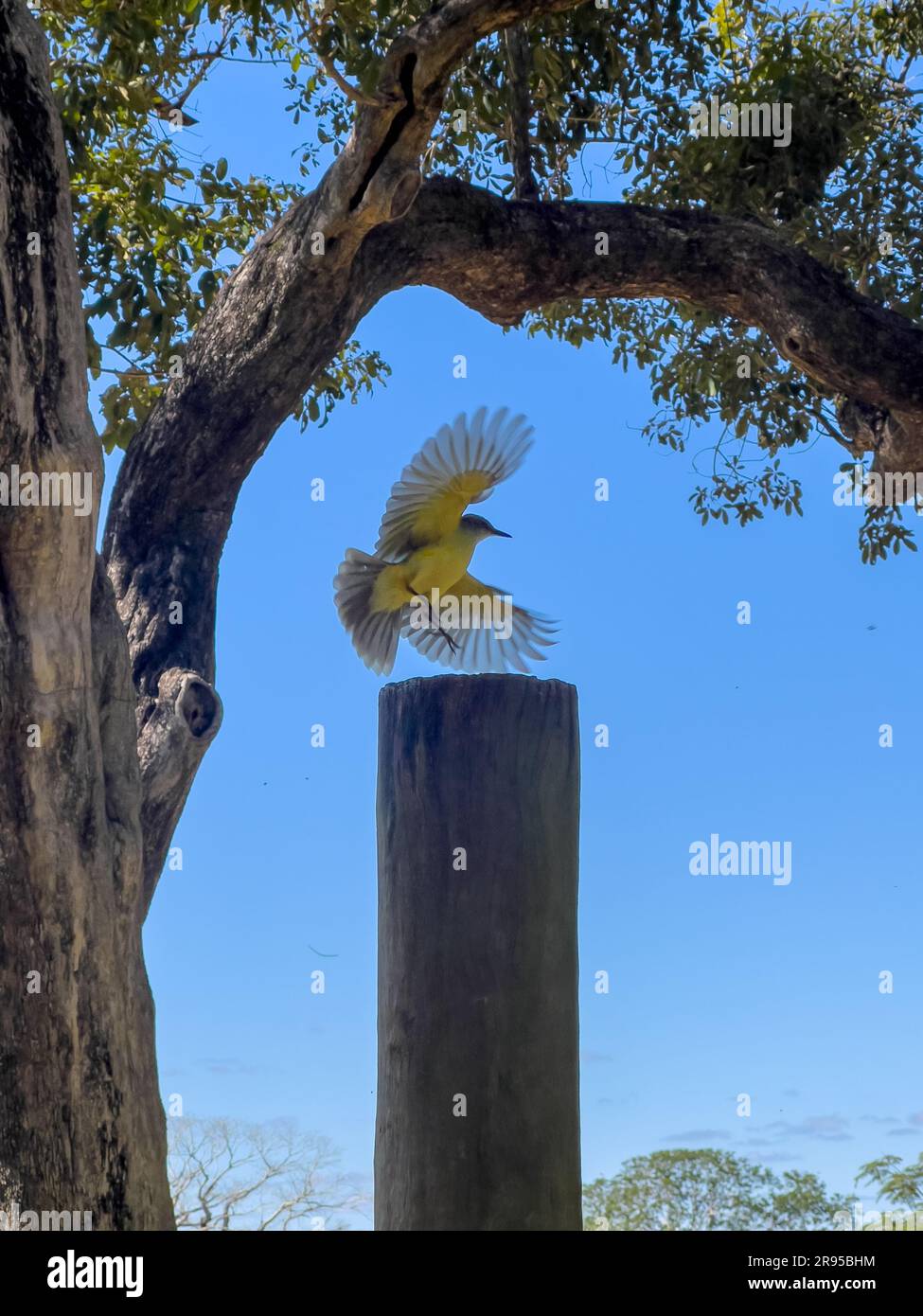 The cattle tyrant (Machetornis rixosa) is a species of bird in the ...