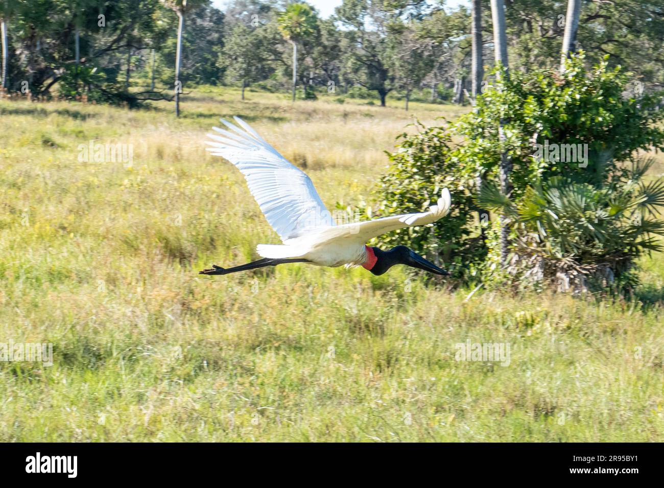 Jabiru mycteria is an extraordinary bird that is one of the largest ...