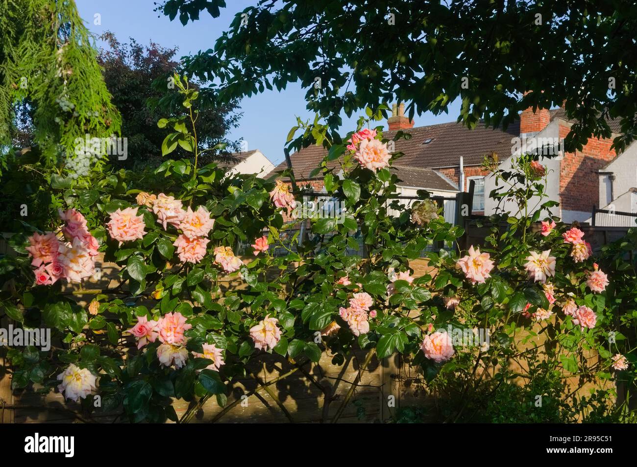 Beautiful blooming garden roses hi-res stock photography and images - Alamy