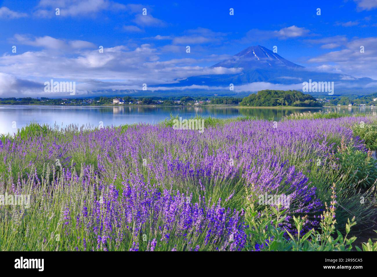 Fuji and Lavender Stock Photo - Alamy