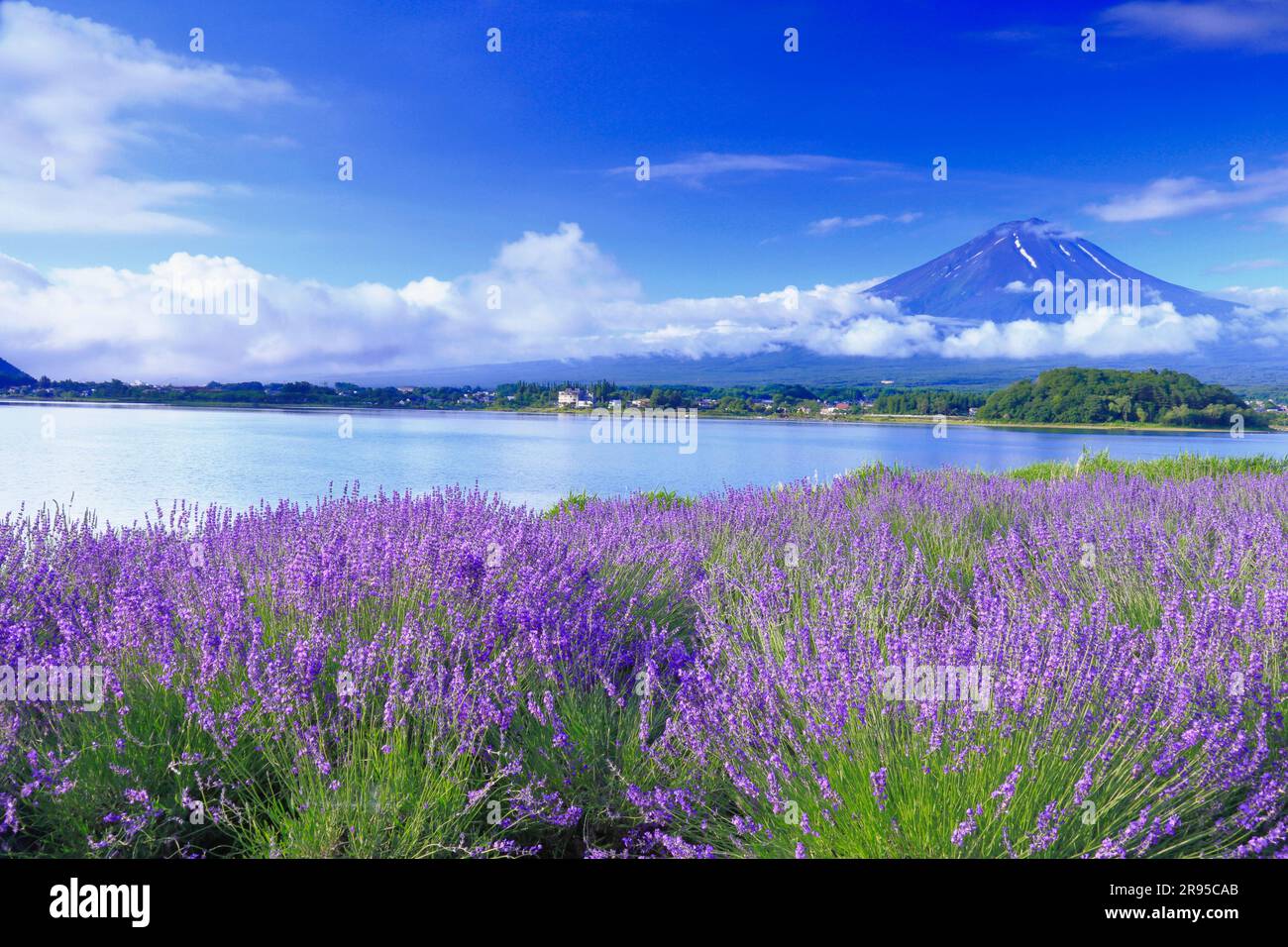 Fuji and Lavender Stock Photo - Alamy