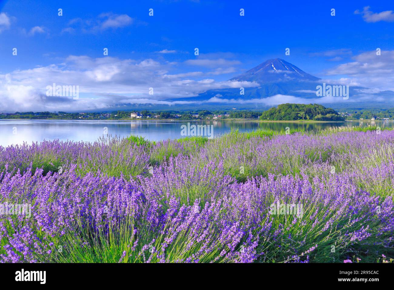 Fuji and Lavender Stock Photo - Alamy