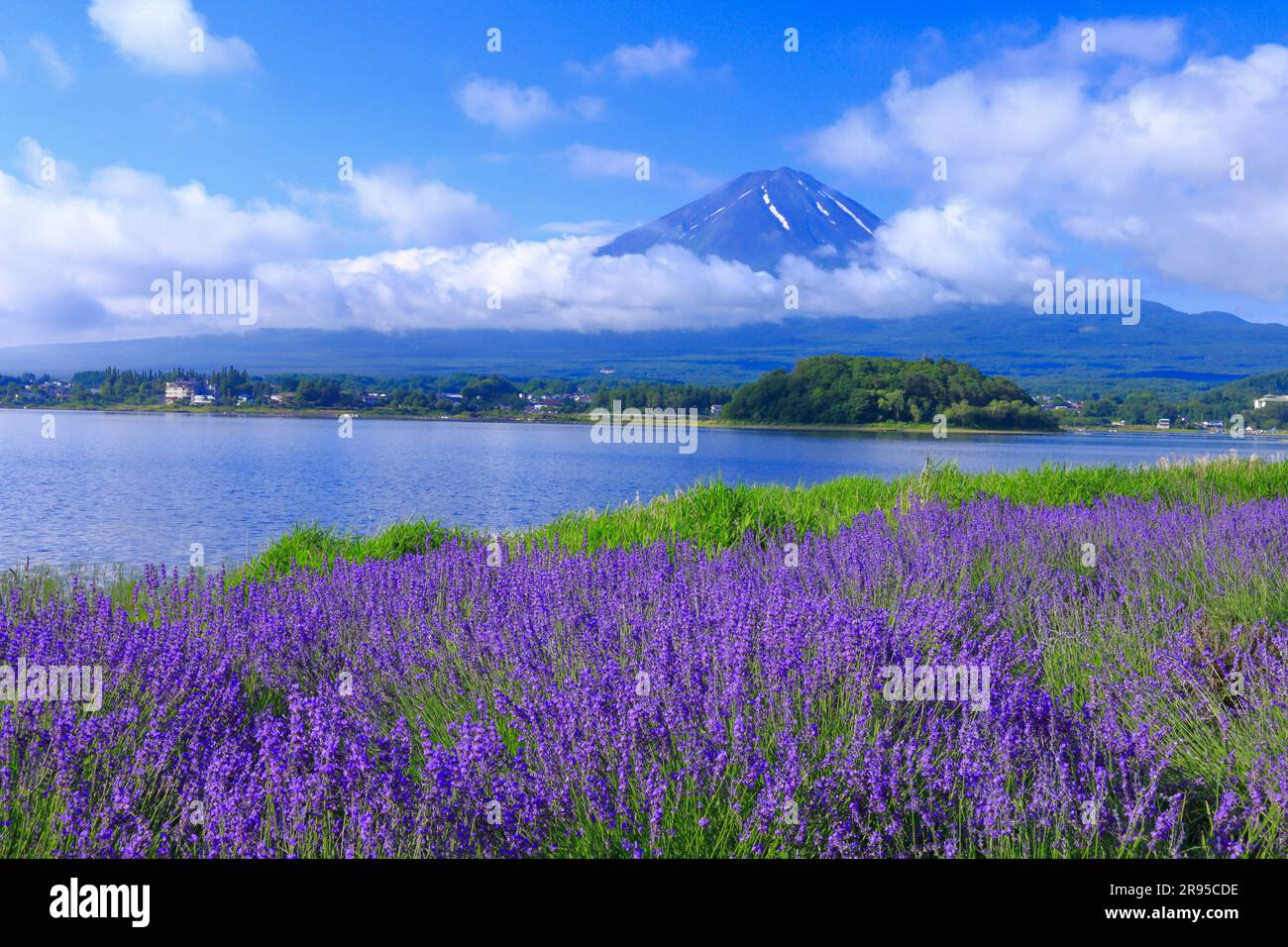 Lavender mountain hi-res stock photography and images - Alamy