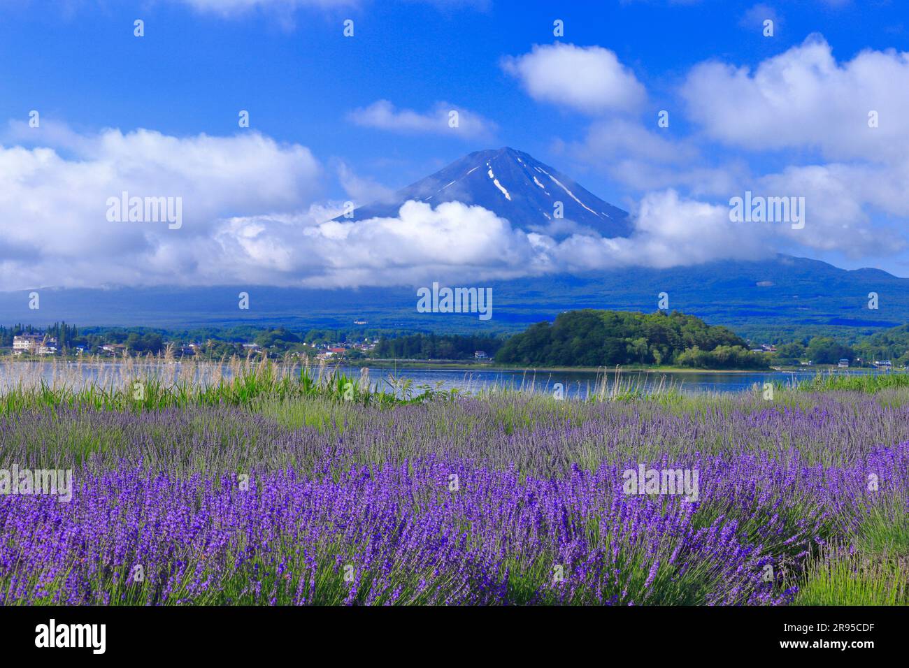 Fuji and Lavender Stock Photo - Alamy