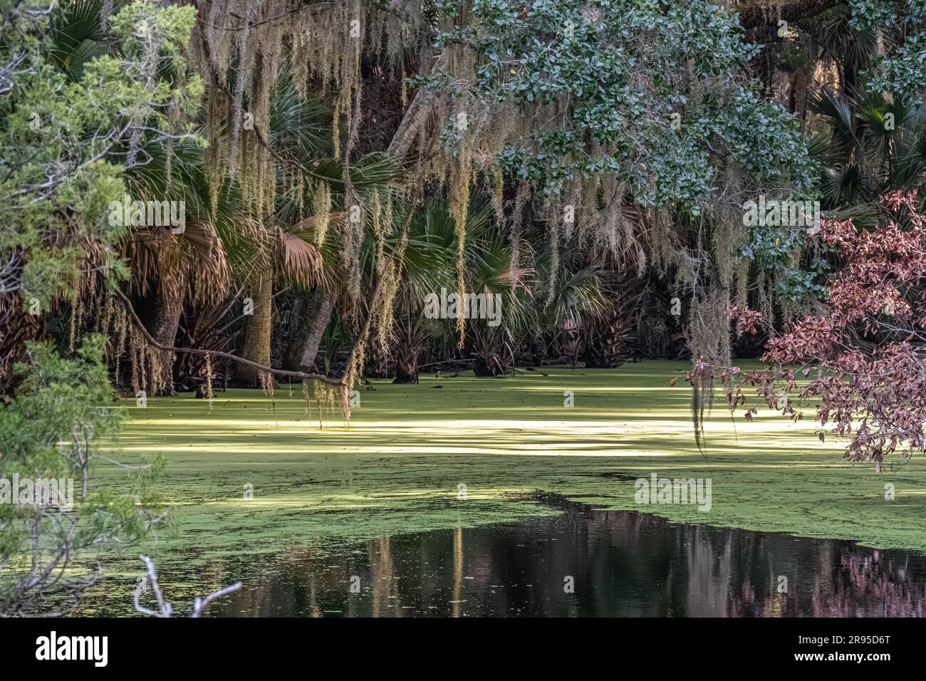 Green algae covered tidal marsh pool at Fort George Island in ...