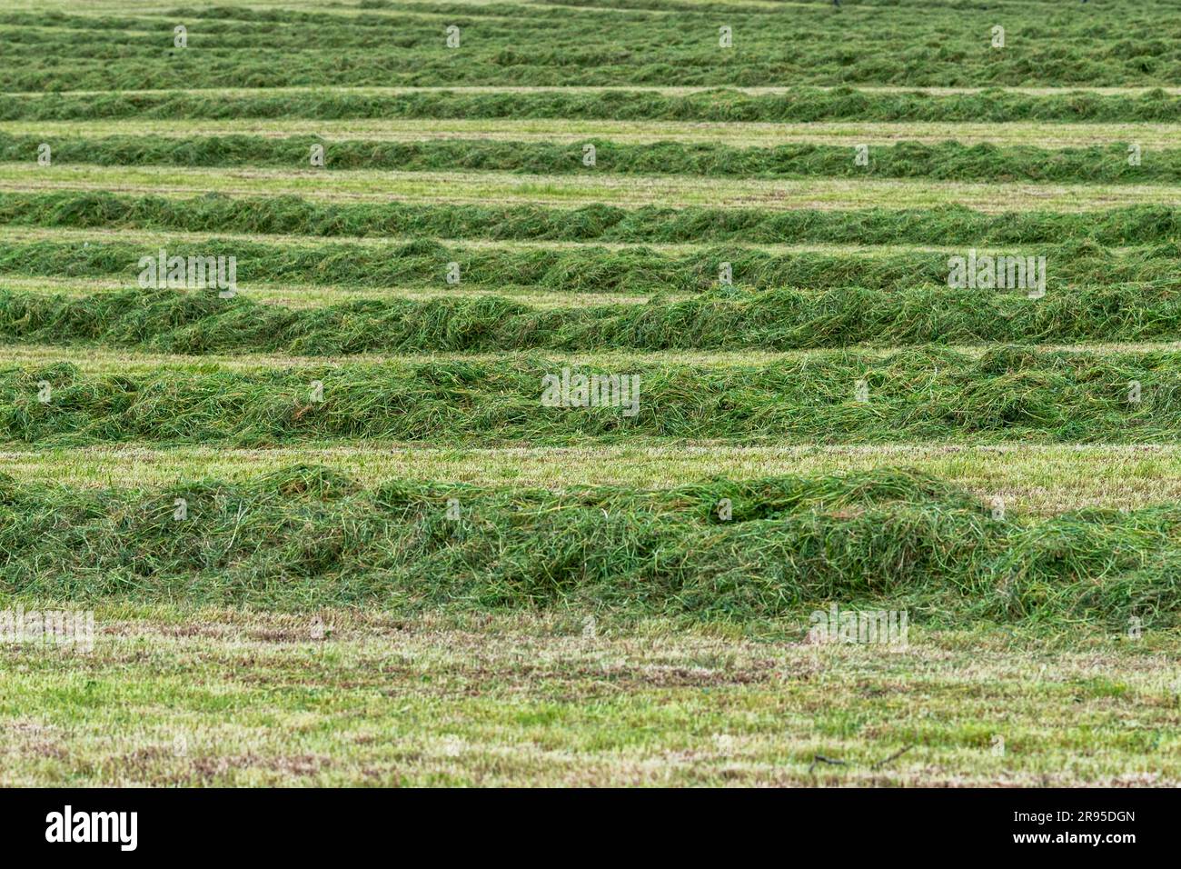 Silage making hi-res stock photography and images - Alamy