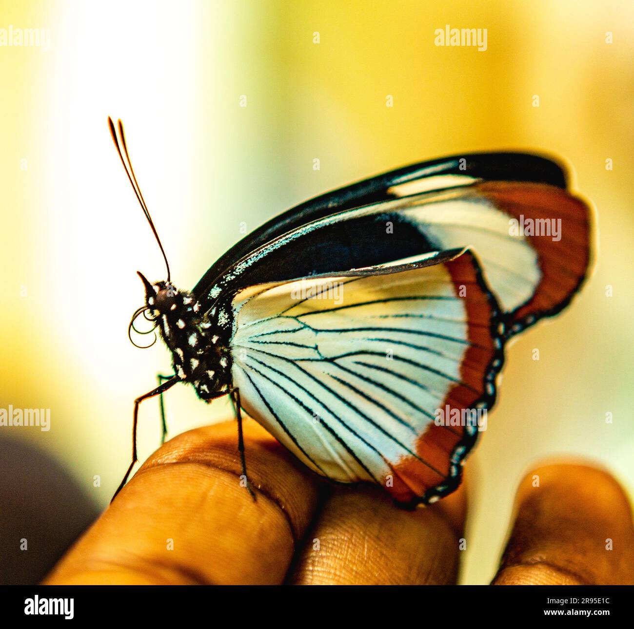 A colorful butterfly in a hatchery in the town of Malindi, Kenya ...