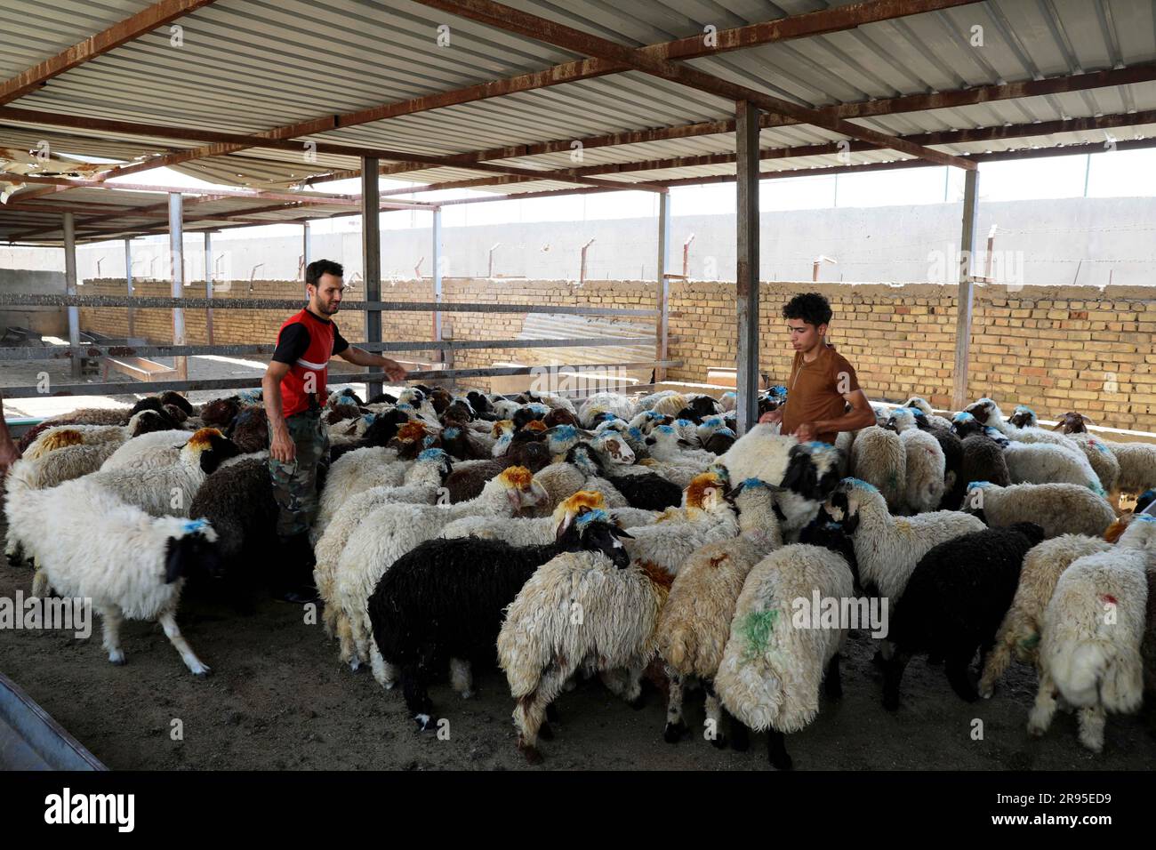 Baghdad, Iraq. 24th June, 2023. Vendors display their sheep at a ...