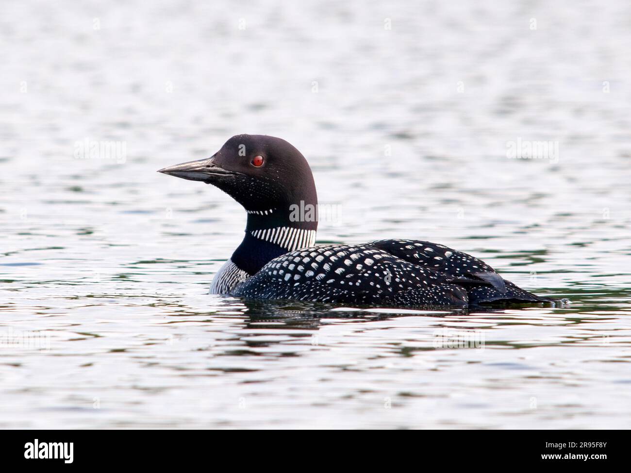 Common loon majestic bird hi-res stock photography and images - Alamy