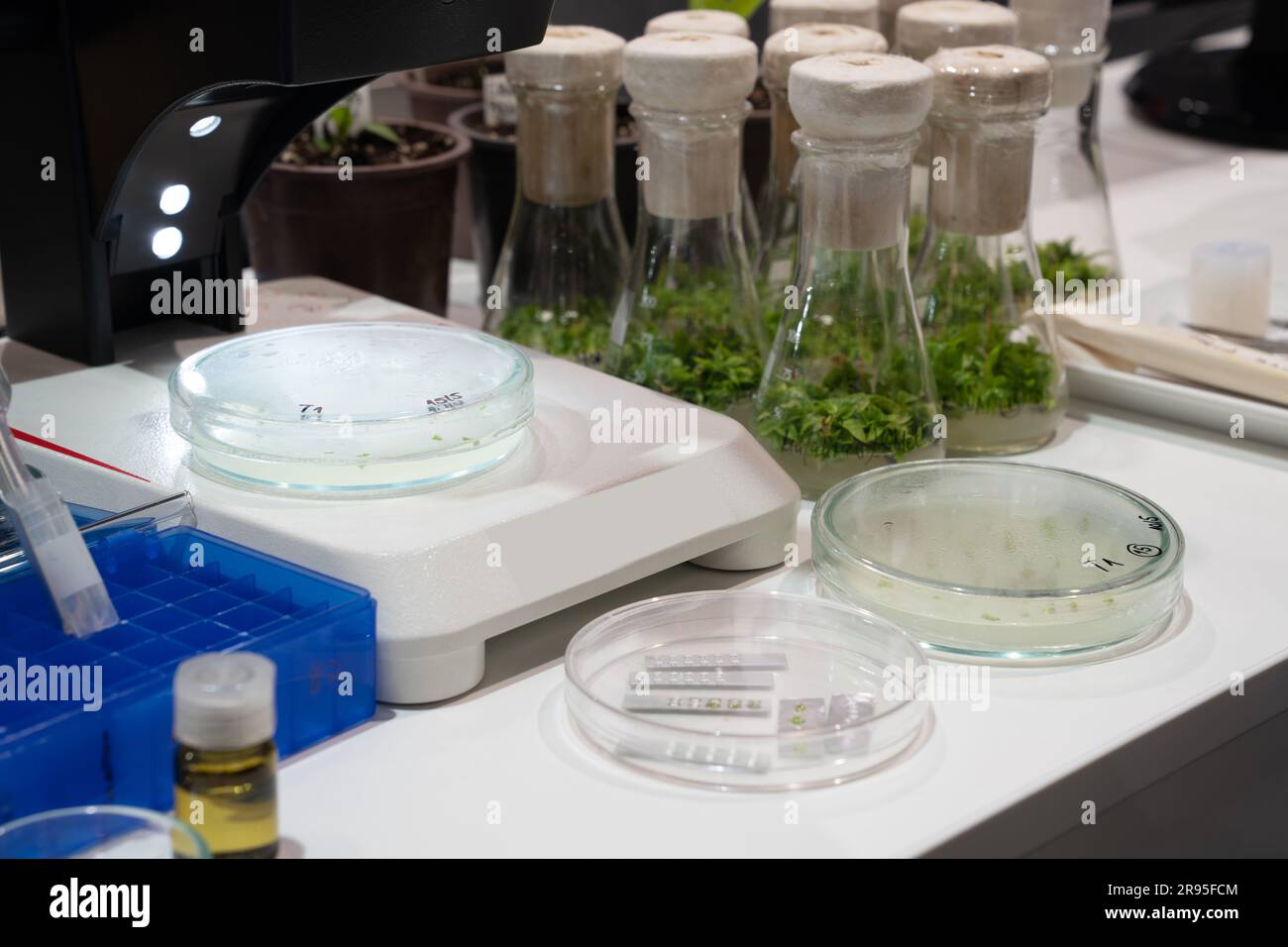 Growing GMO wheat and beans in the laboratory. Genetic engineering ...