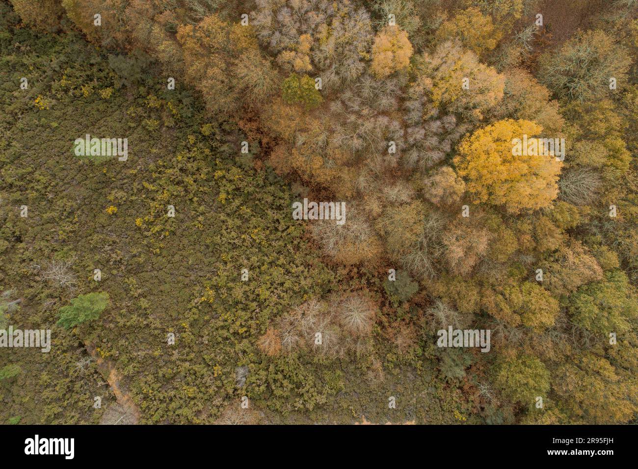 An aerial view of a forest divided into two parts, with green grass and ...