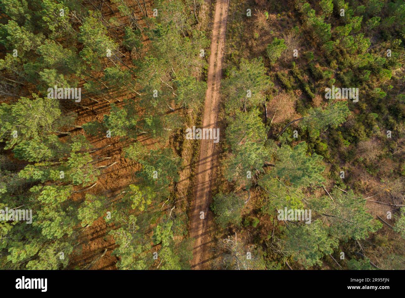 Aerial shot of a winding road cutting through a dense forest, with the ...