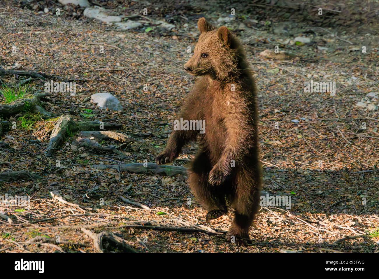 cute european brown bear cub standing up and on the look out in a ...